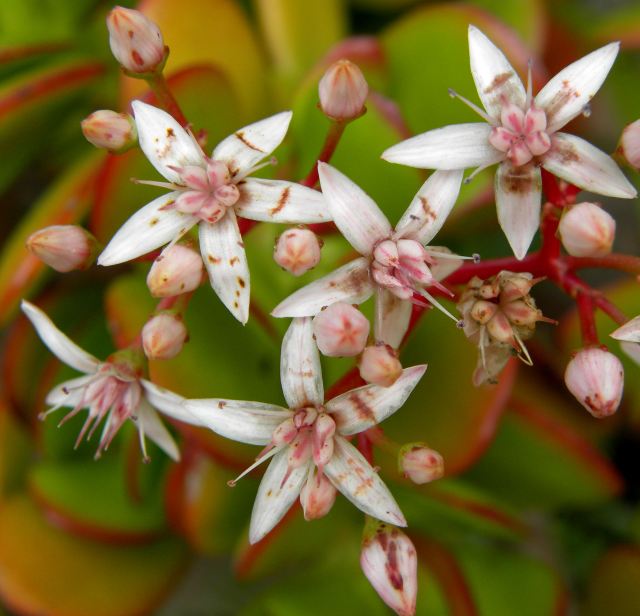 What’s in bloom in my yard, Jan. 2010 | Lou Murray's Green World