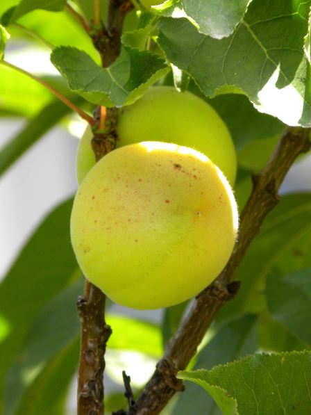 My 100th Blog Post: Our southern California fruit, flower, and veggie ...