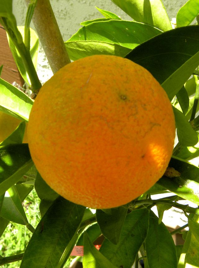 My 100th Blog Post: Our southern California fruit, flower, and veggie ...