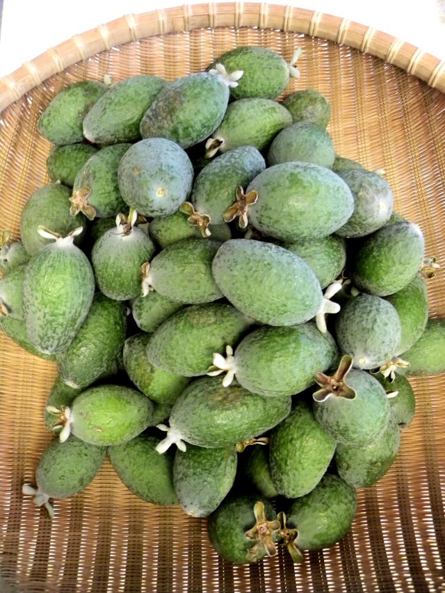 How to make guava jam | Lou Murray's Green World