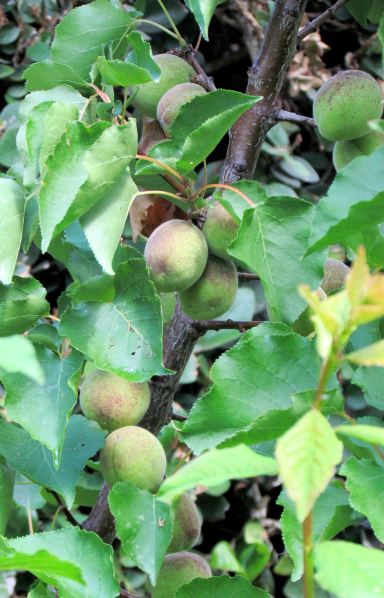 Beautiful spring day in the garden | Lou Murray's Green World