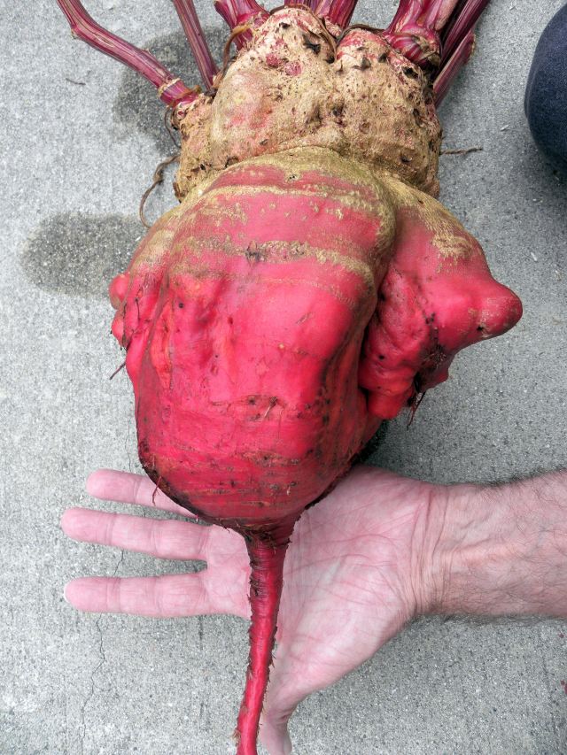 Gargantua the giant beet | Lou Murray's Green World