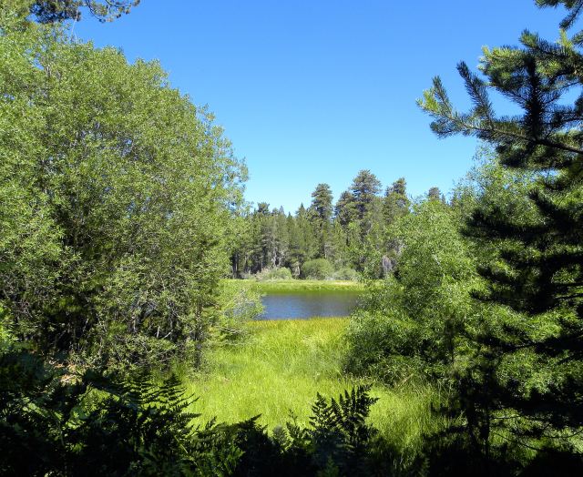 Trip to Big Bear California, Part 1 | Lou Murray's Green World