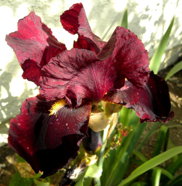 Spring flowers and summing up the harvest so far this year | Lou Murray ...